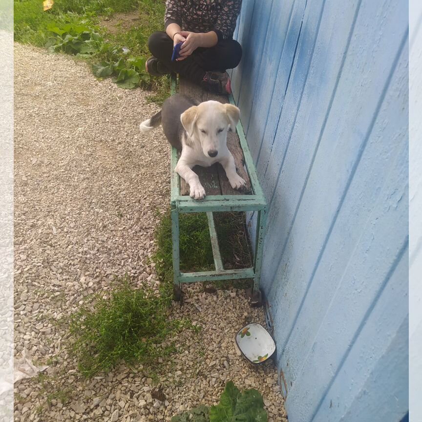 Собака в добрые руки