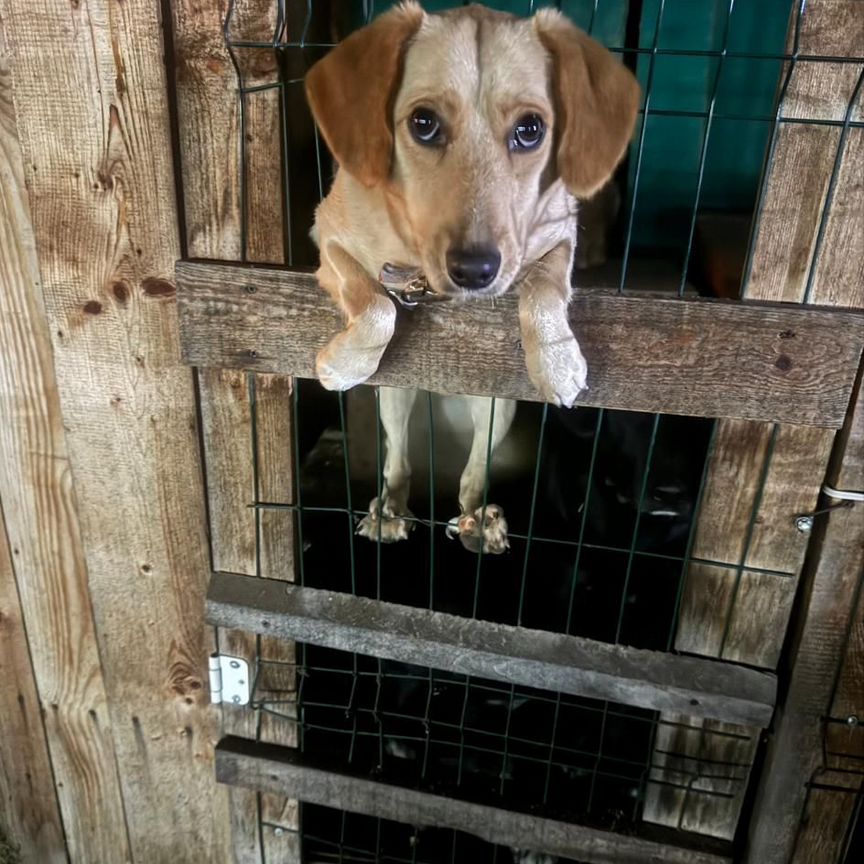 Небольшой кобель