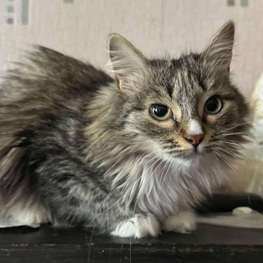 Кошечка в добрые руки