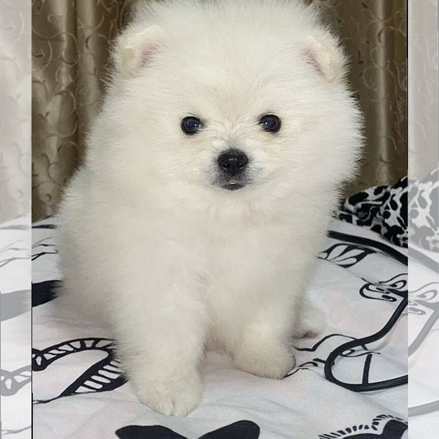 Померанский шпиц, щенок