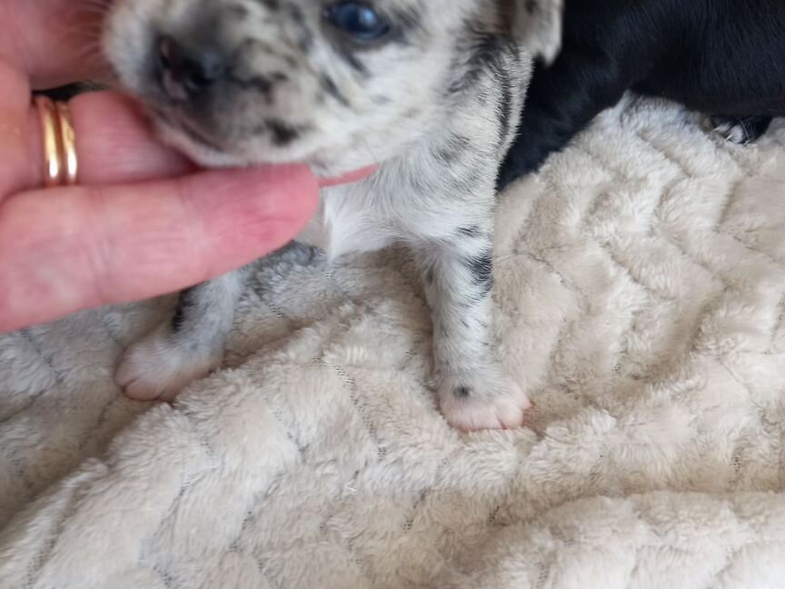 Щенки чихуахуа