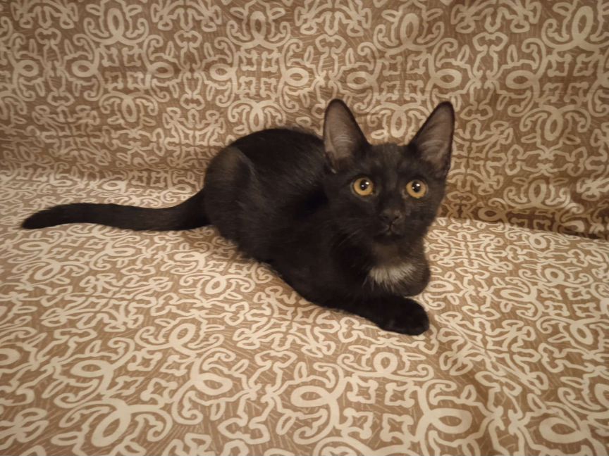 Котенок в добрые руки