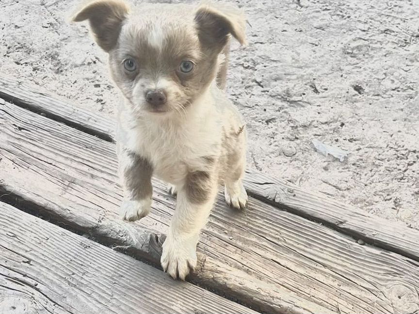 Лиловый белый мальчик