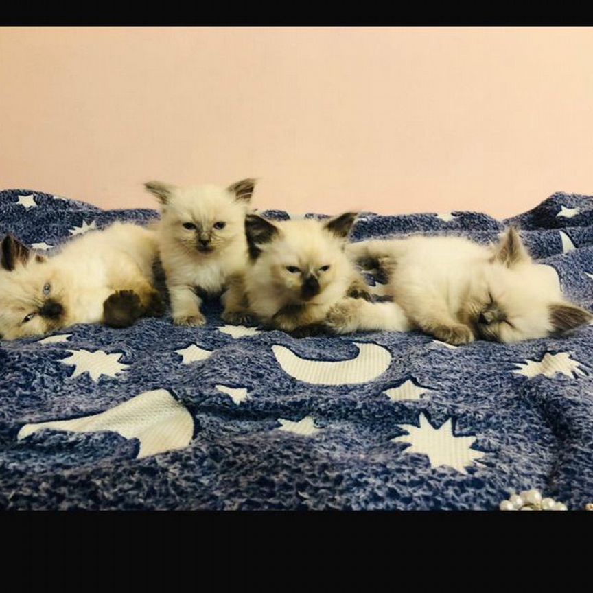 Котята невские маскарадные