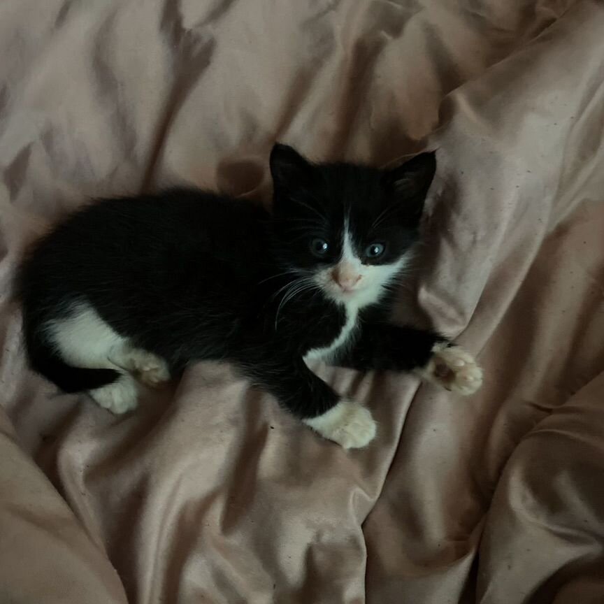 Котенок ищет дом