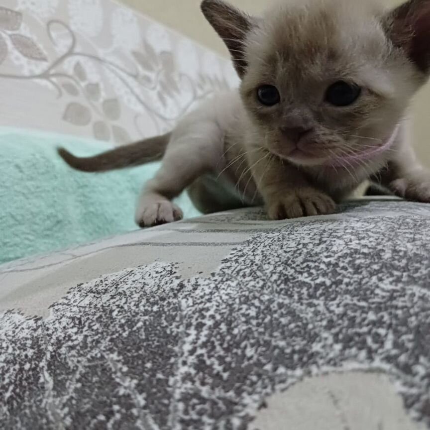 Бурманские котята