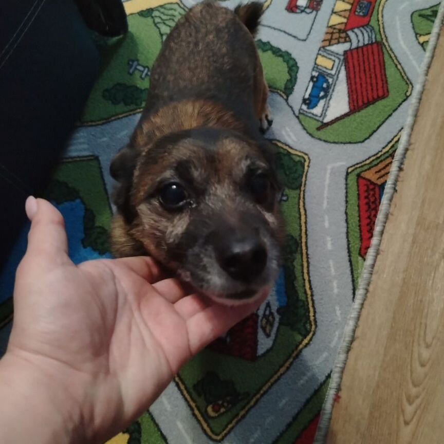 Русский той-терьер, взрослый пёс