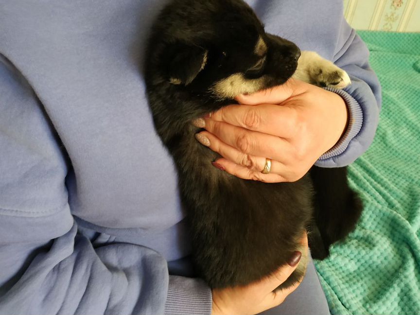 Щенки метисы хаски