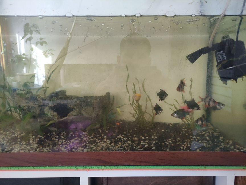 Рыбки, водоросли