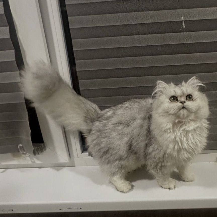 Персидский котёнок