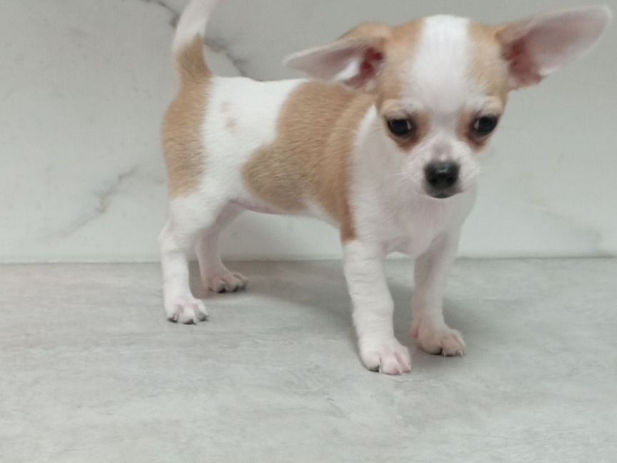 Чихуахуа девочка 2 мес