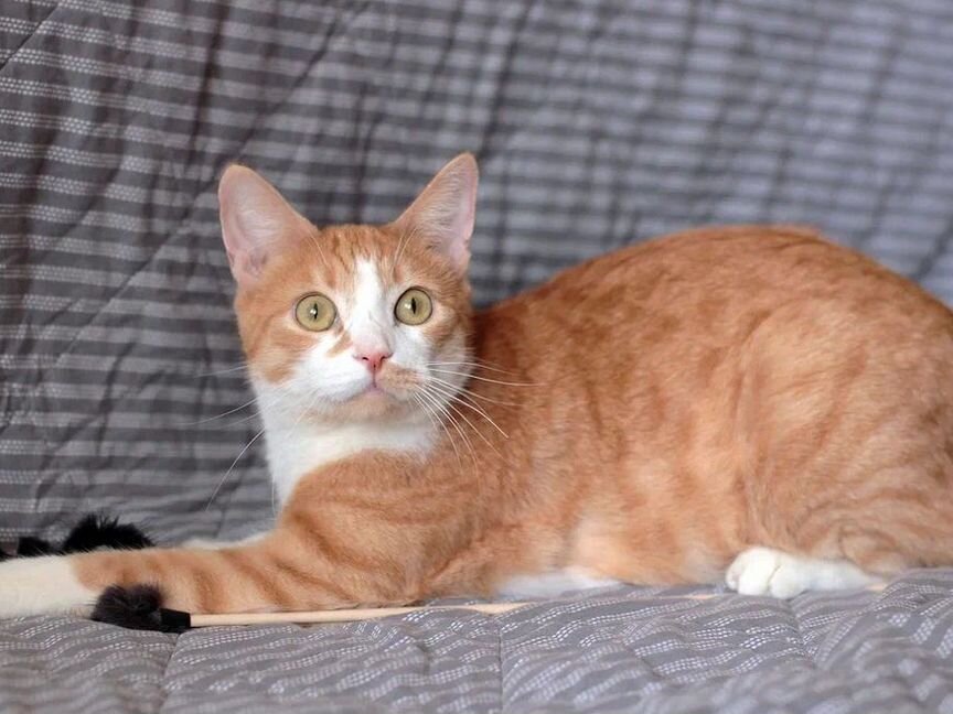 Самый харизматичный Котопес Митяй