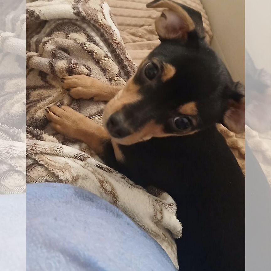 Русский той-терьер, щенок