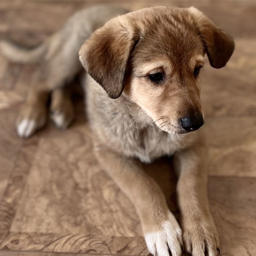 Щенок в добрые руки