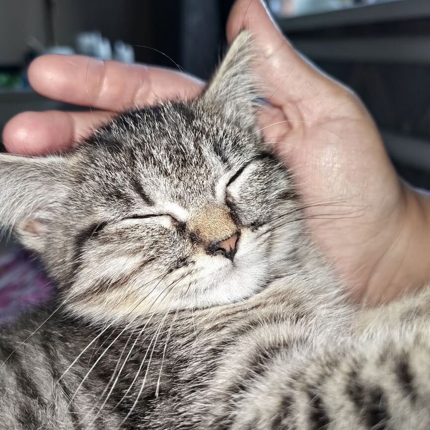 Отдам кошечку 3 месяца