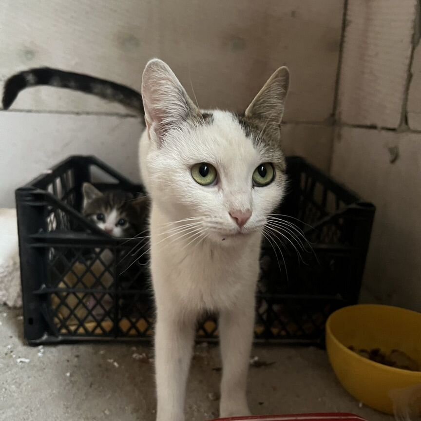 Кошка бесплатно