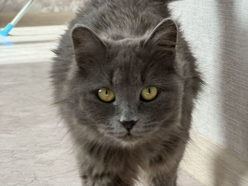 Кошка молодая 10 мес