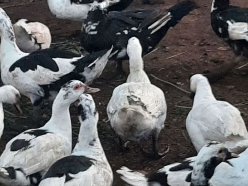 Индоутка мускусная утка