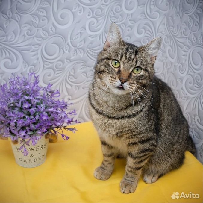 Милый котик Шпротик ищет семью
