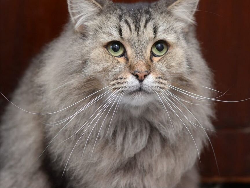 Котик сибирский