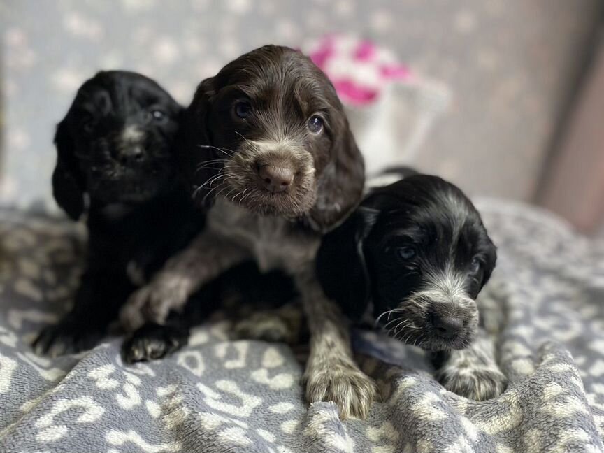 Щенки русского спаниеля