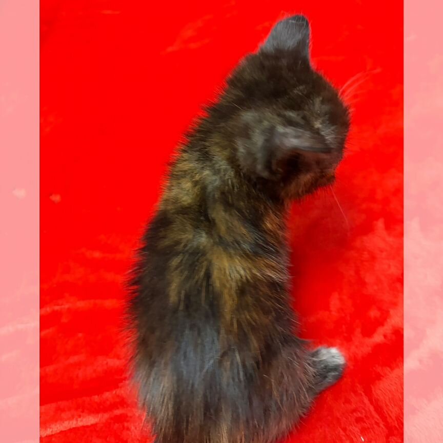 Британский короткошёрстный котёнок