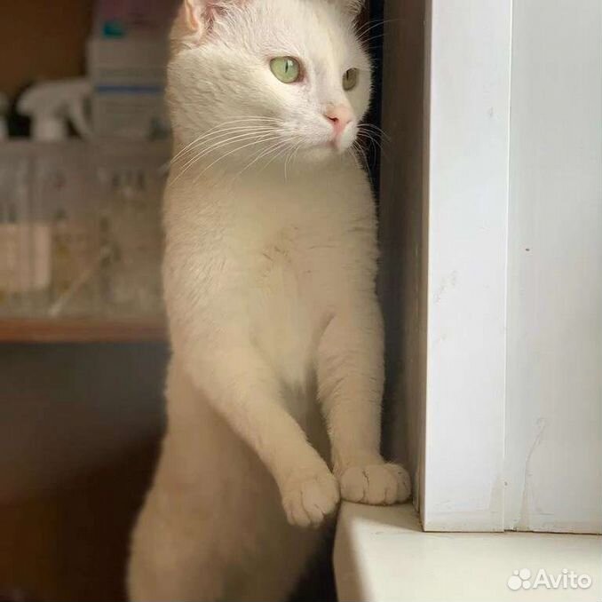 Сладкий котик