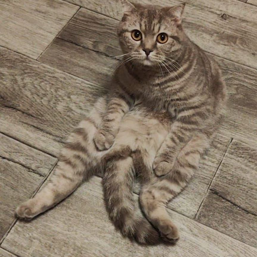 Шотландский прямоухий короткошёрстный кот, взрослый