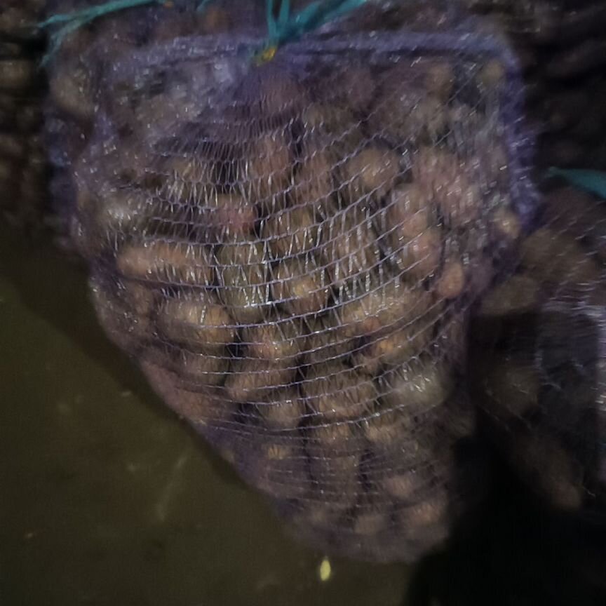 Картошка на корм скотине