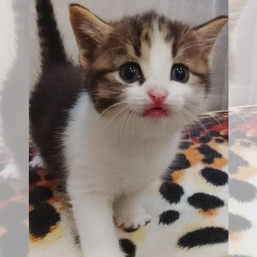 Шотландский вислоухий короткошёрстный котёнок