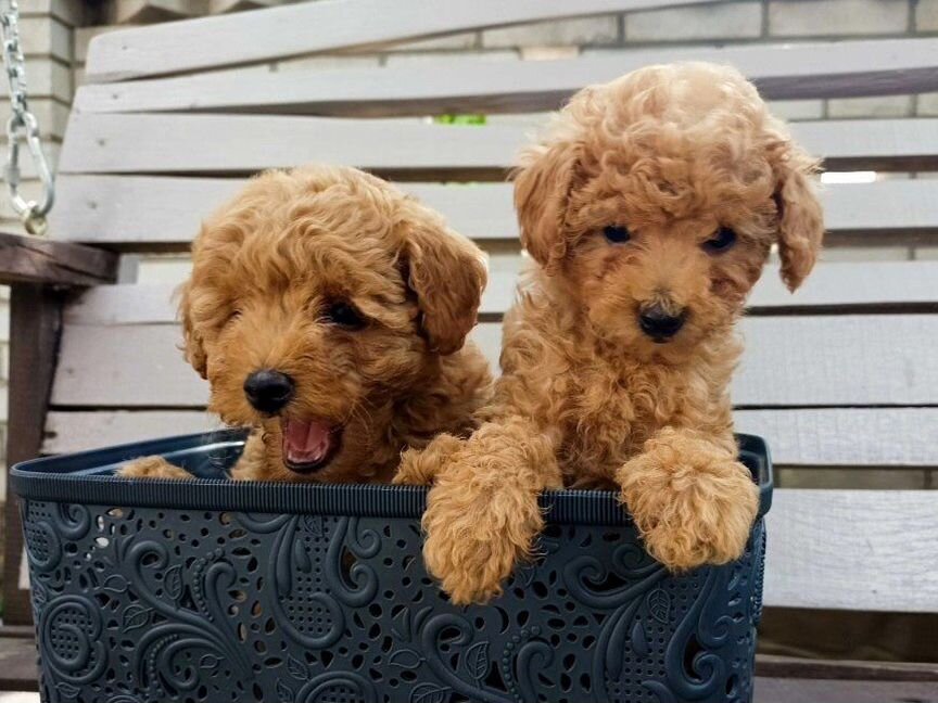 Щенки той пуделя малютки