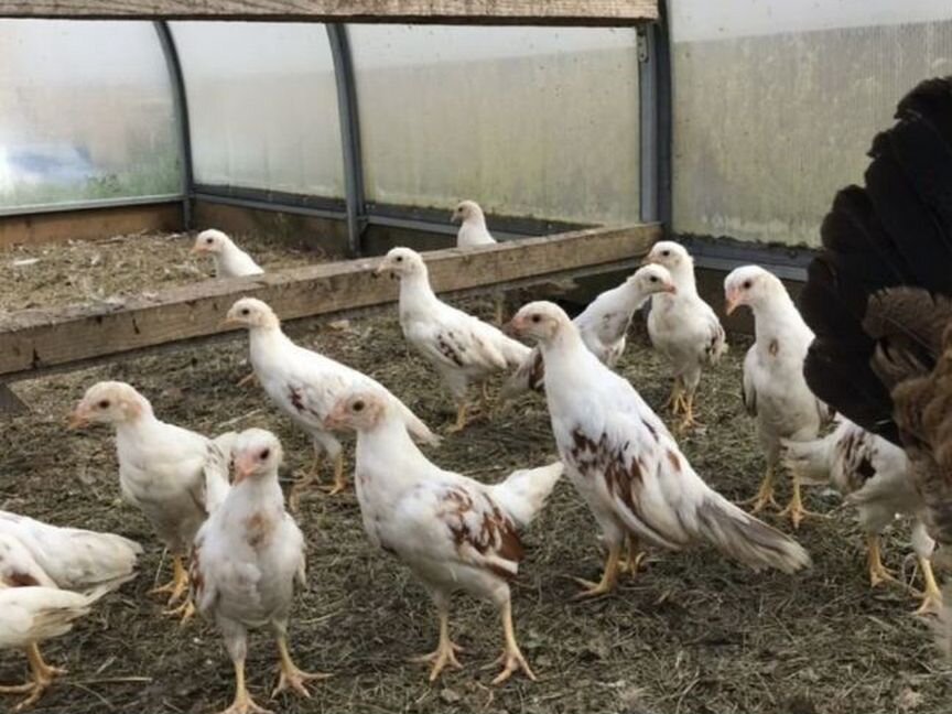 Куры йокогама