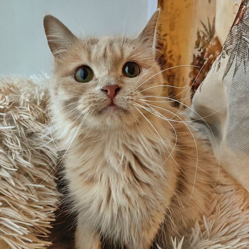 Кошечка Мира