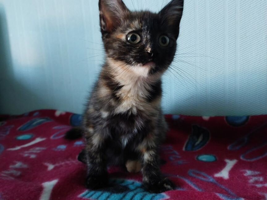 Котята