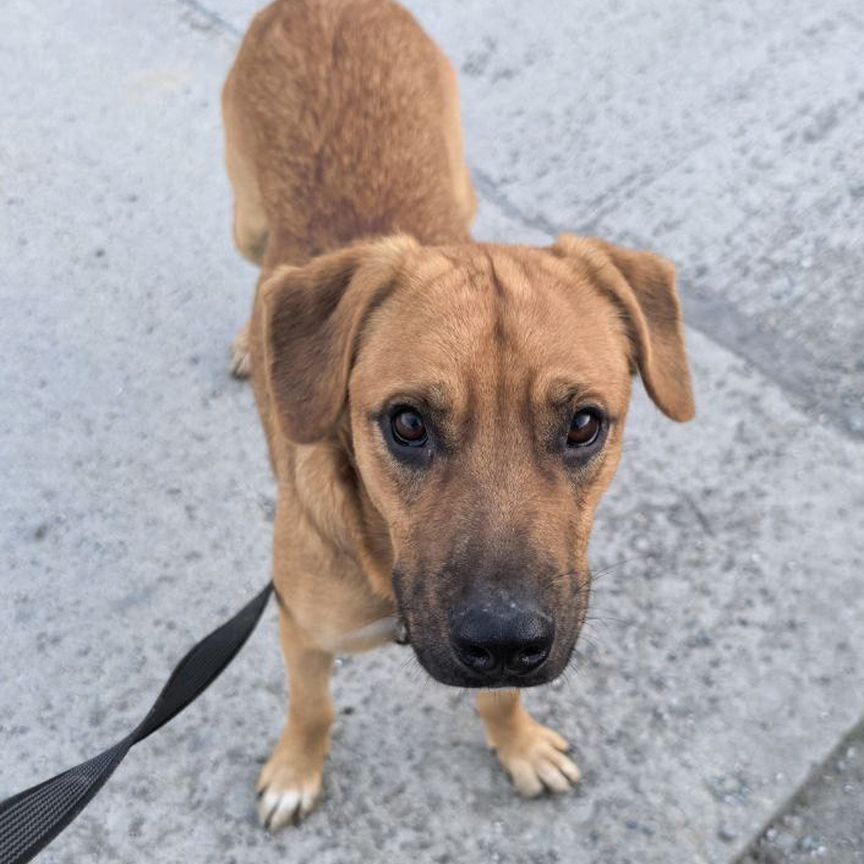 Взрослый пёс в добрые руки