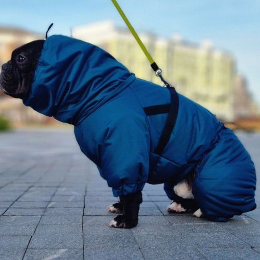 Зимний комбинезон на французского бульдога