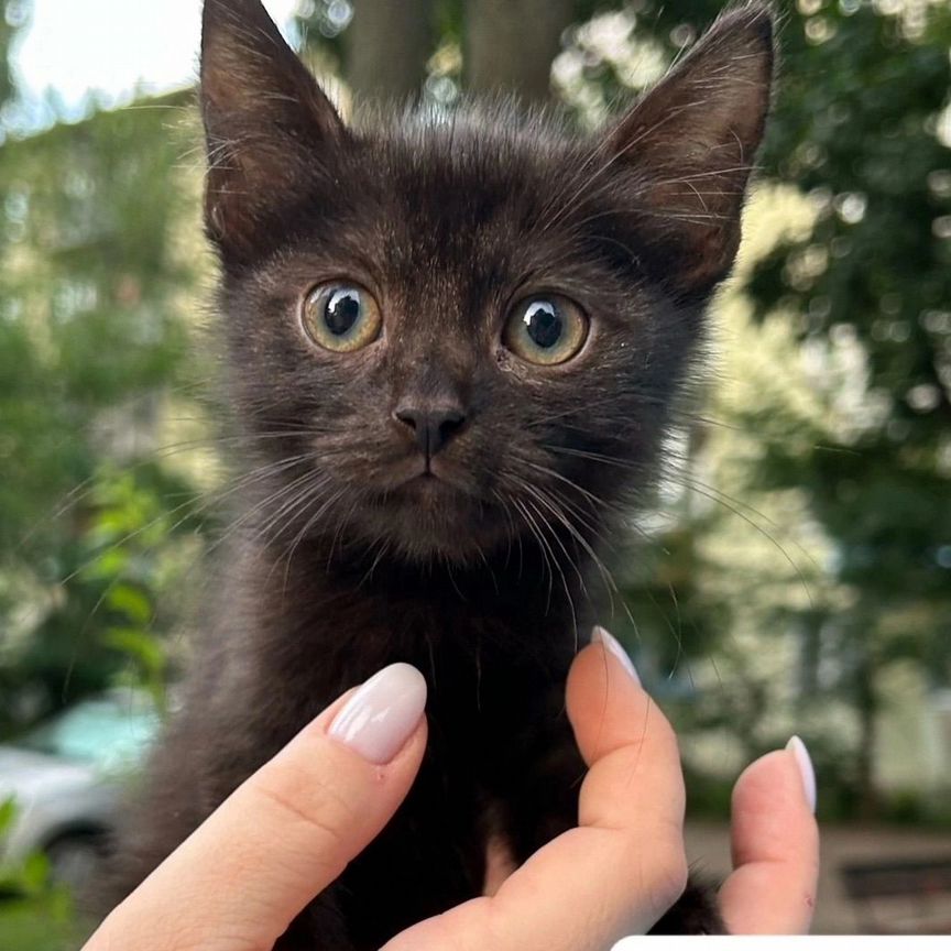 Котенок в добрые руки