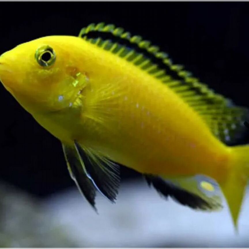 Рыбки еллоу мальки