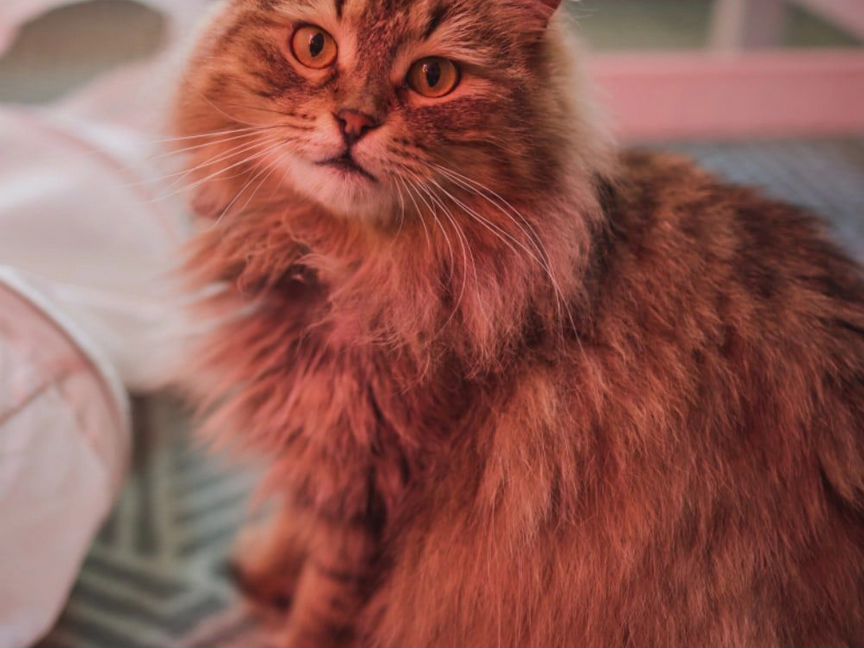 Кошечка ищет любимых хозяев