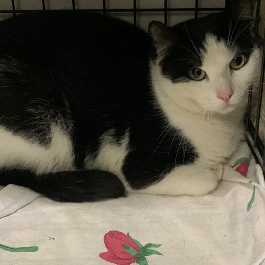 Кошки бесплатно