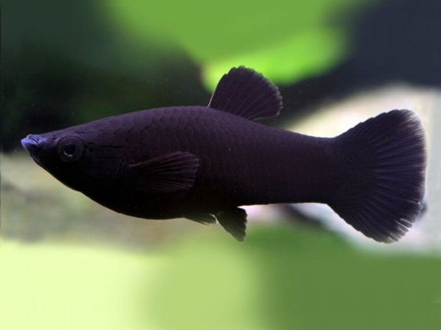 Моллинезия черная