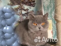 Шотландский котик подрощенн. 4.5 мес