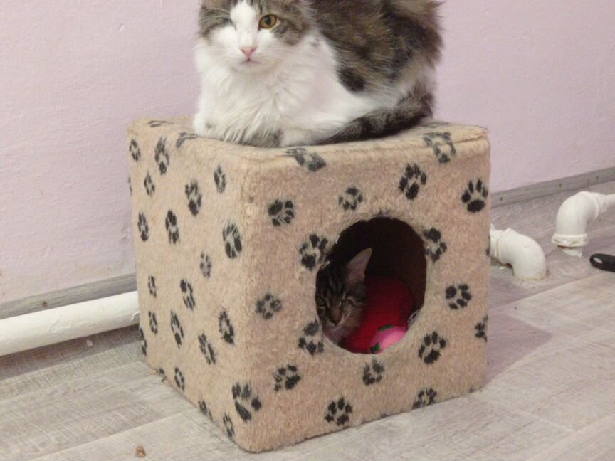 Одноглазый ласкуша (из приюта)