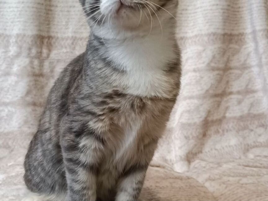 Котёнок мейн-кун метис