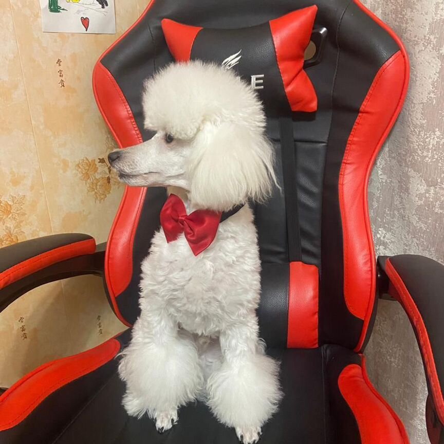 Той-пудель, вязка