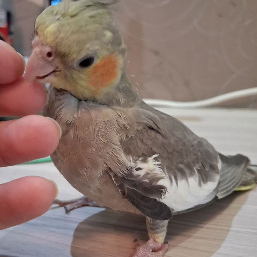 Попугай корелла ручной птенец