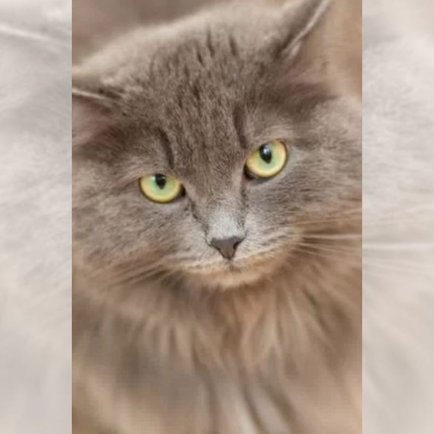 Взрослая кошка в добрые руки