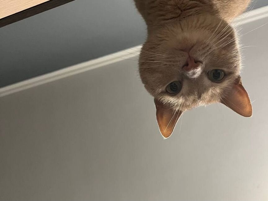 Отдам котика в добрые руки