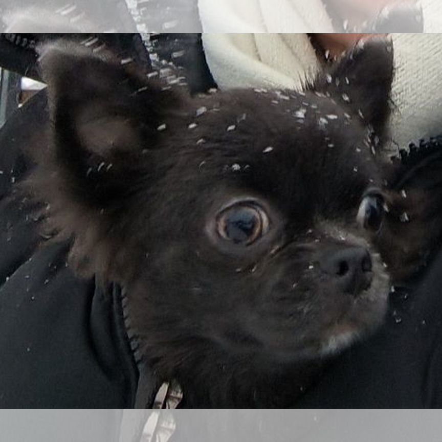 Чихуахуа, взрослая собака