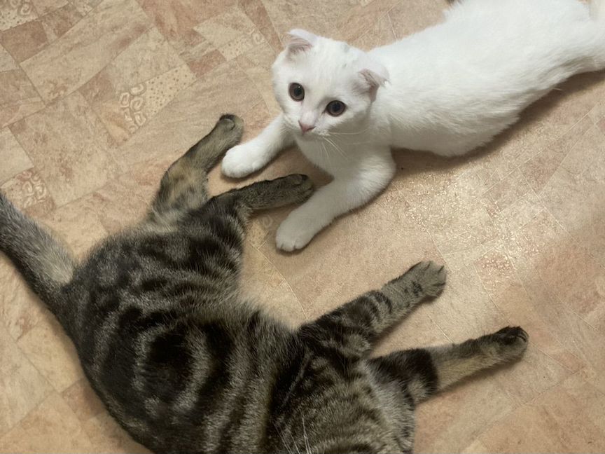 Шотландская вислоухая кошка